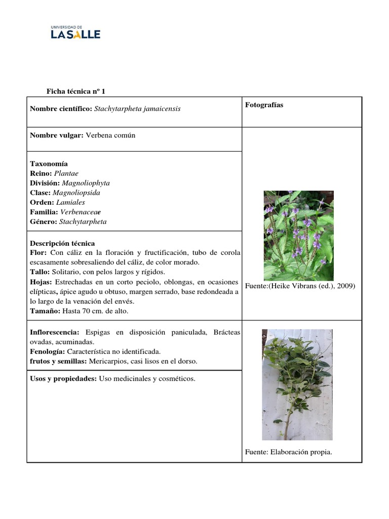 ARVENSES | PDF | Hoja | Flores