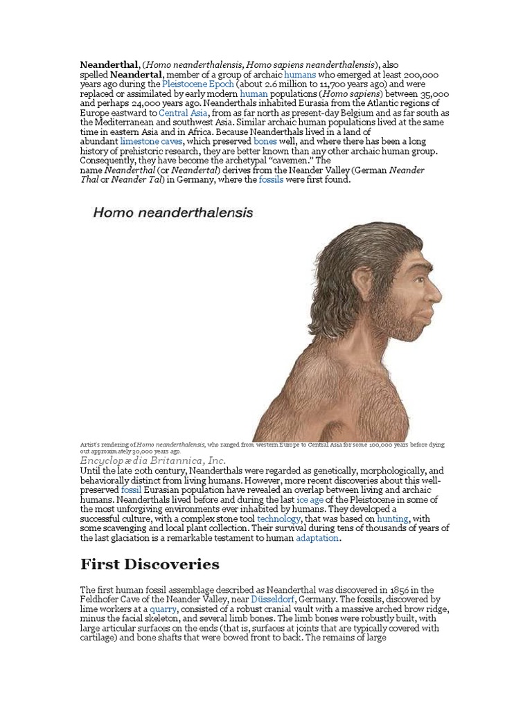 Neanderthal | PDF | Neanderthal | Homo