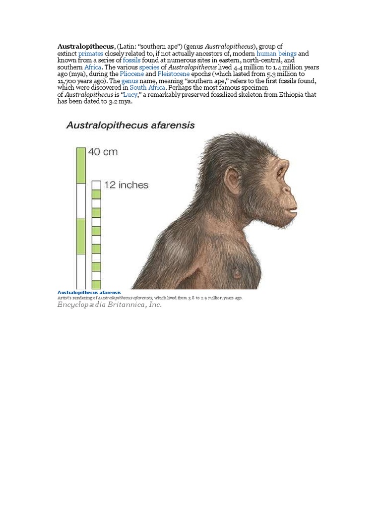 Primates Human Beings Fossils Africa Species Pliocene Pleistocene Genus ...