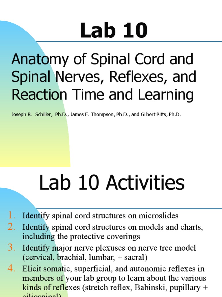 Anatomy of Spinal Cord and Spinal Nerves, Reflexes, and Reaction Time ...