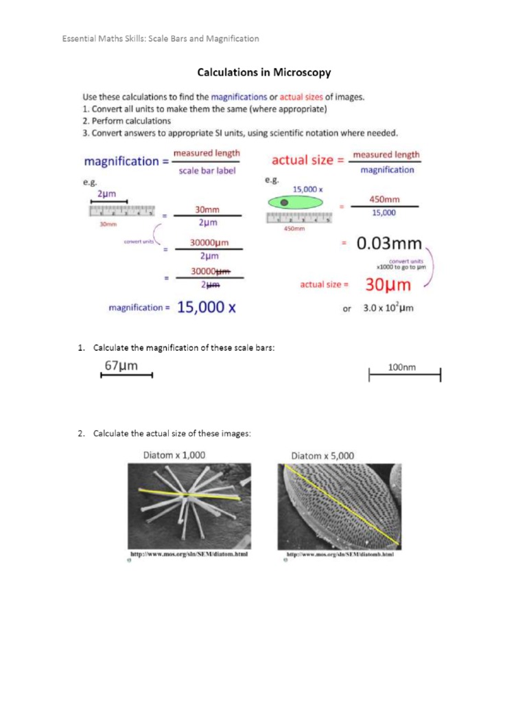Measurement and Magnification Practice - Jeisen Dávila G9F | PDF