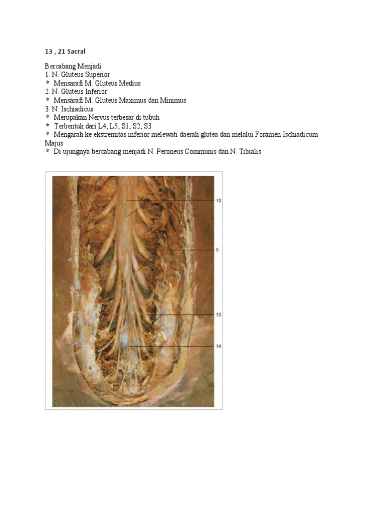 Sacral, Ramus, Cocygis, Cervicalis | PDF