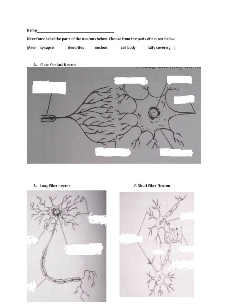 Parts of Neuron Exam | PDF
