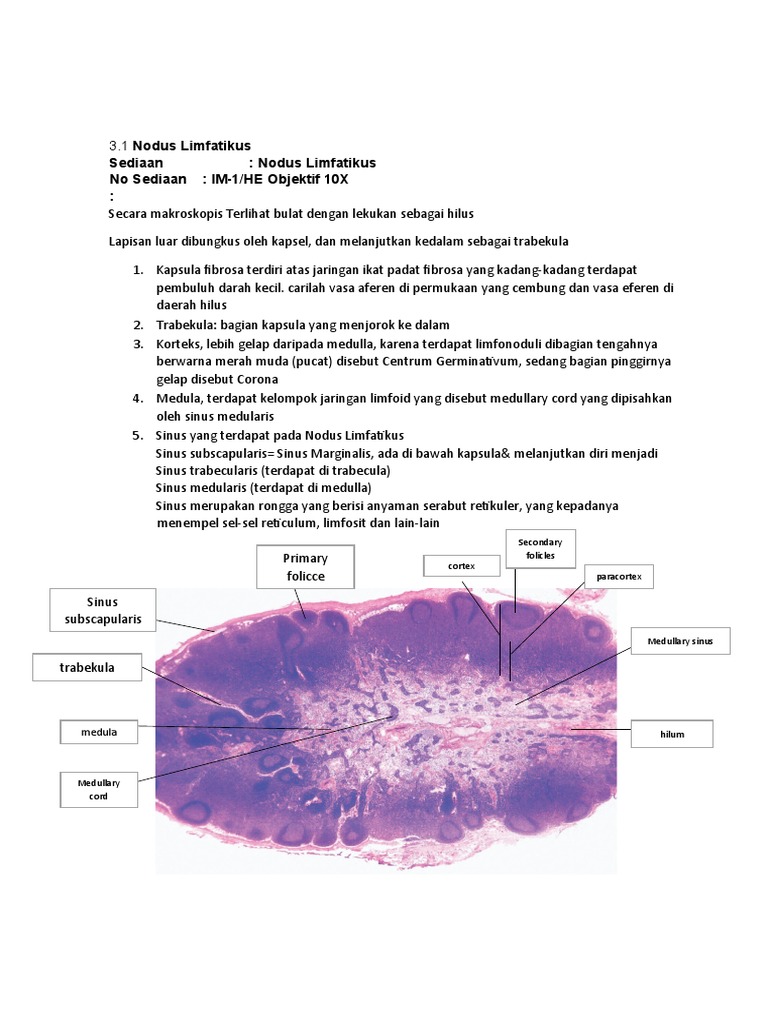 Praktikum Jaringan Limfoid | PDF