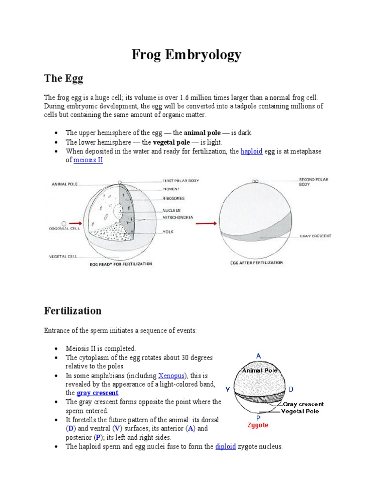 Frog Embryology