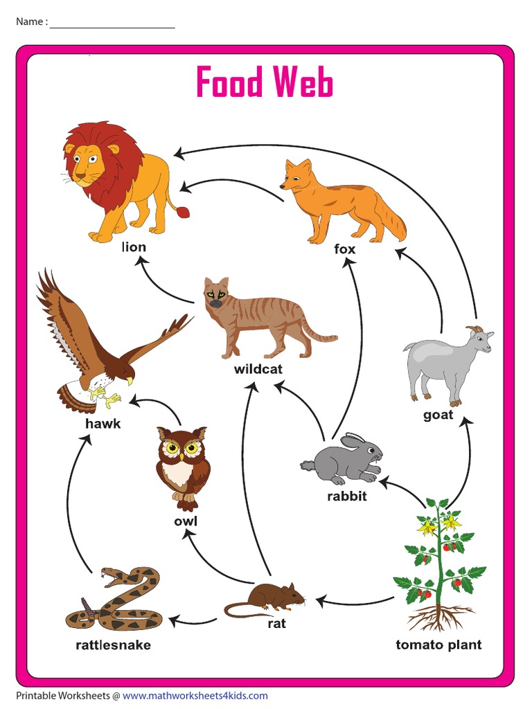 Food Web For Kids With Names