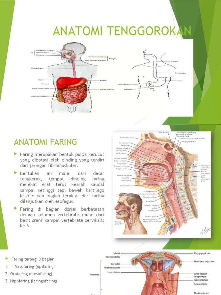 Anatomi Tenggorokan | PDF