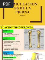 Anatomía y partes de la tibia | PDF | Anatomía humana | Anatomía del ...