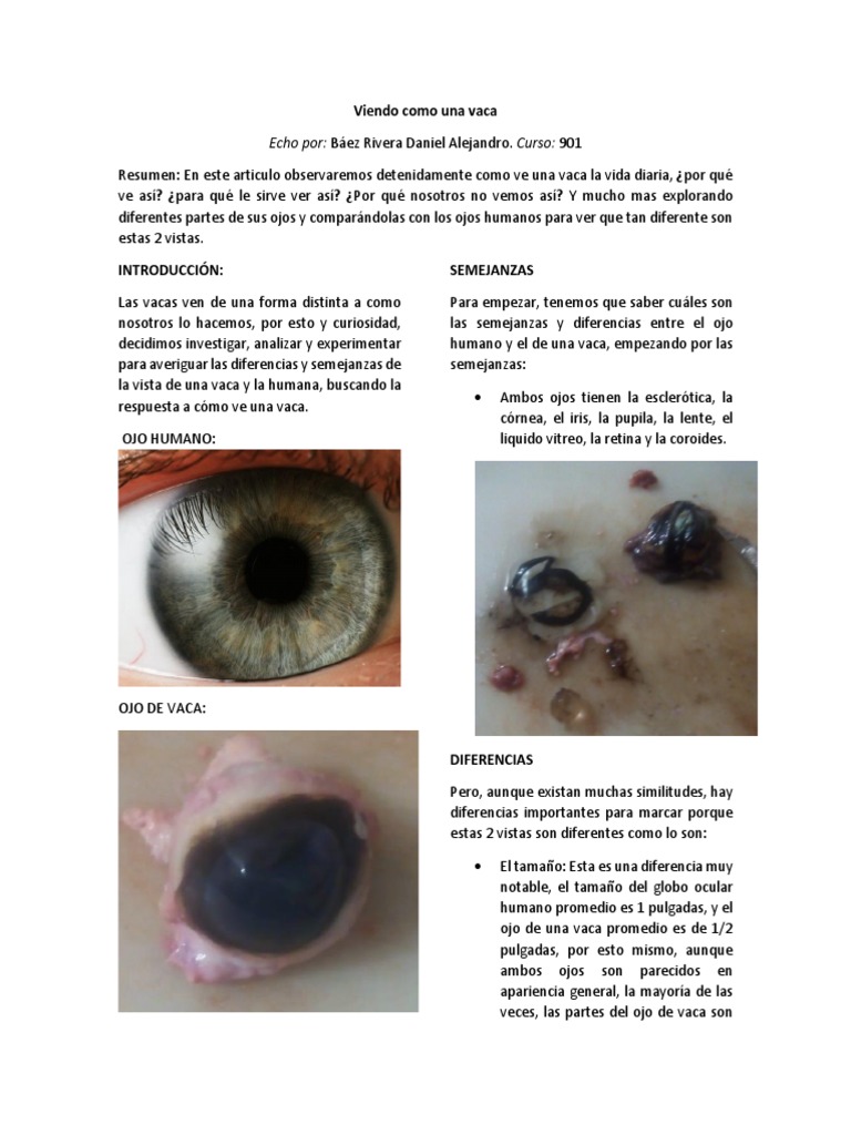 Anatomía y visión del ojo de vaca | PDF | Ojo | Ojo humano