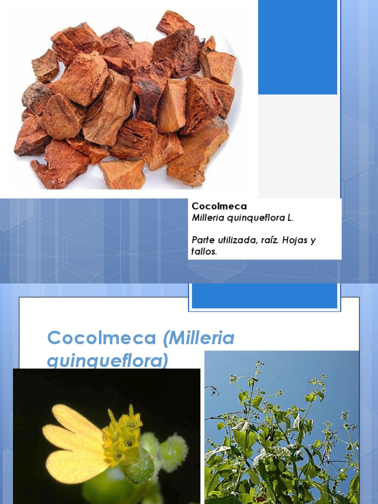 Cocolmeca 2020 | PDF