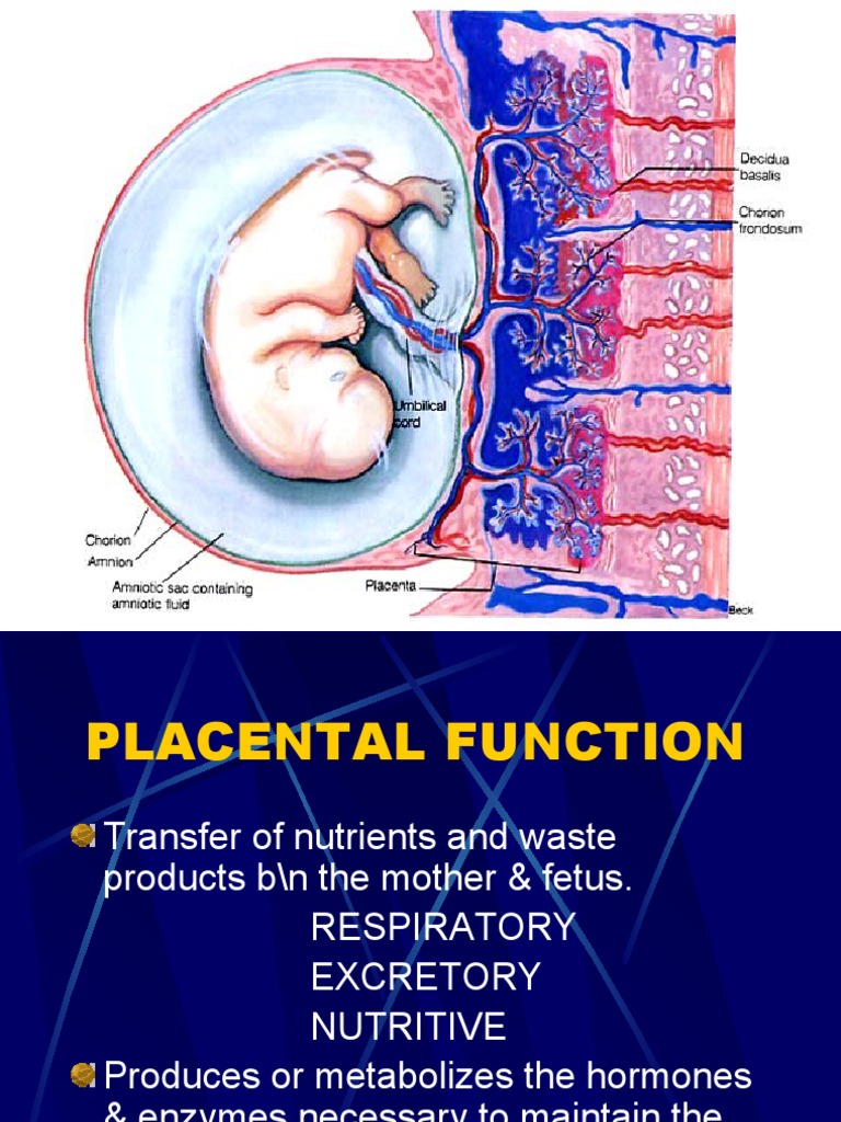 Placental Function | PDF | Adrenal Gland | Placenta