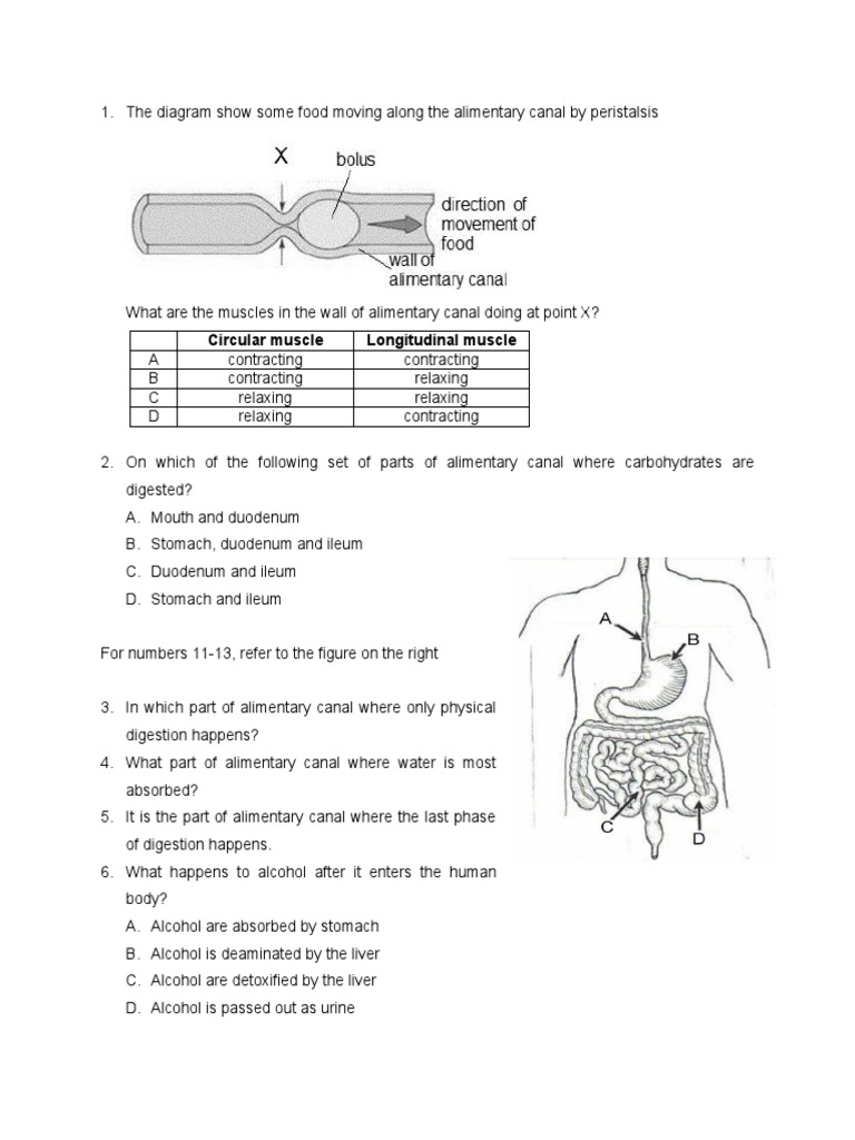 The Diagram Show Some Food Moving Along The Alimentary Canal by ...
