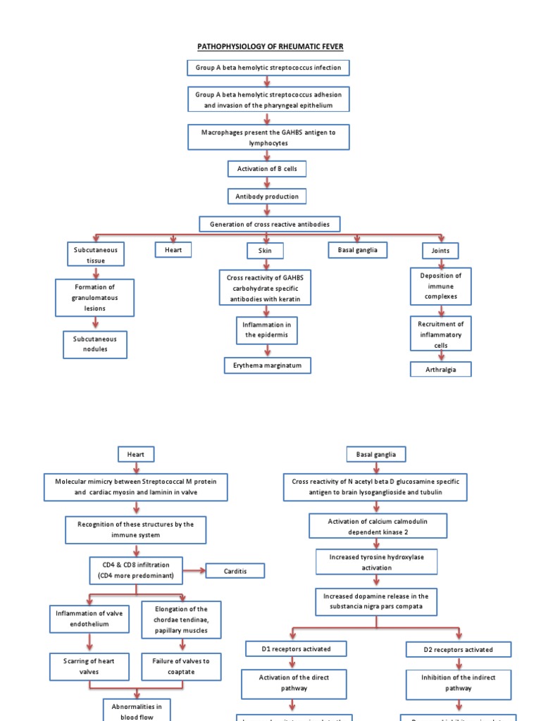 Pathophysiology of Rheumatic Fever | PDF | Immunology | Medical Specialties
