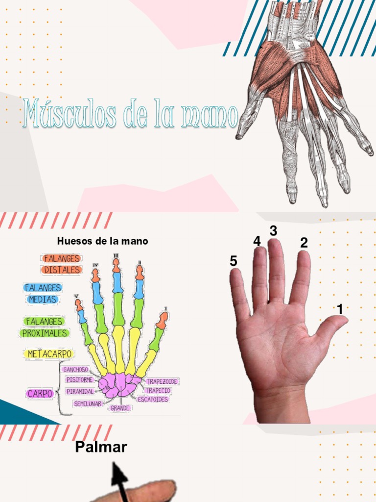 Músculos de La Mano | PDF | Mano | Anatomía humana