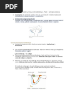 Oclusion Fosa Cuspide | PDF | Anatomia dental | Diente
