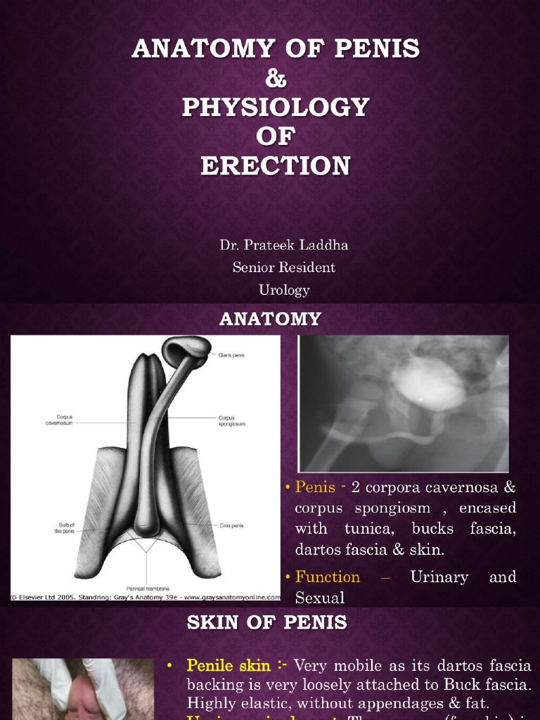 Anatomy of Penis and Physiology of Erection | PDF