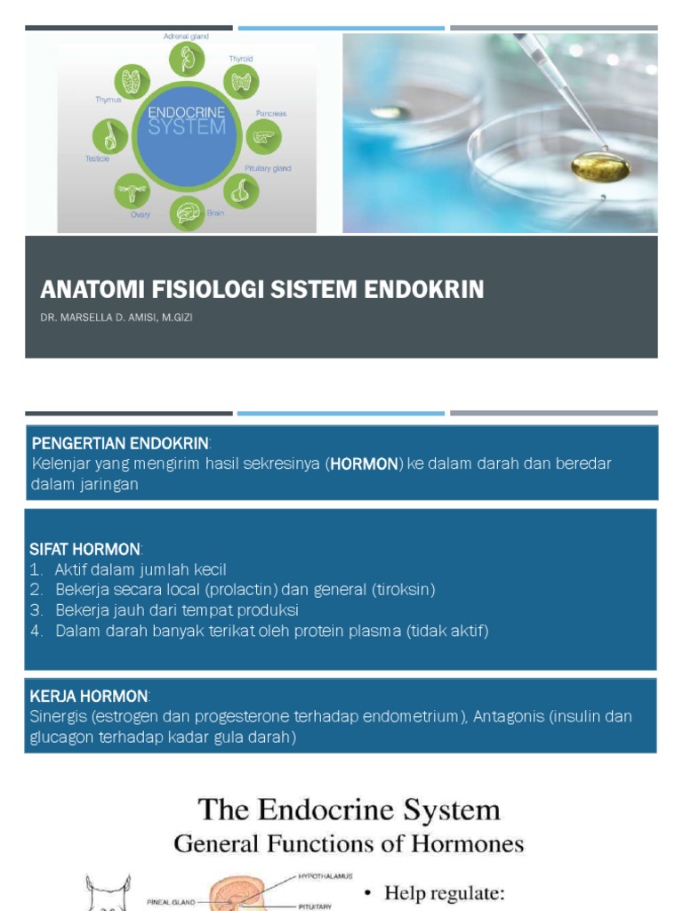 Anatomi Fisiologi Sistem Endokrin | PDF
