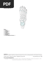 Appendix 5 Ulna Length Chart Updated | PDF | Joints | Primate Anatomy