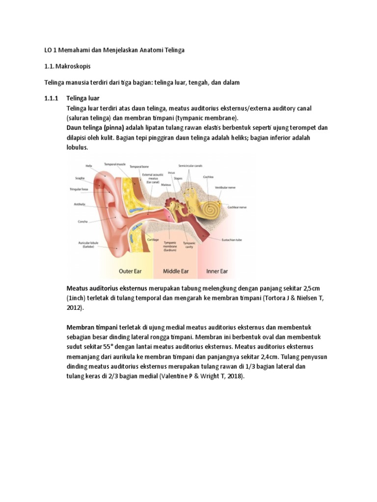 LO 1 Memahami Dan Menjelaskan Anatomi Telinga | PDF | Sains & Matematika