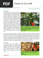 Plantas c3 y c4 PDF | PDF | Plantas | Metabolismo