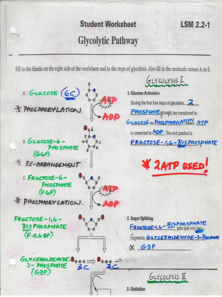 4.2 Glycolysis Worksheet-Answers | PDF