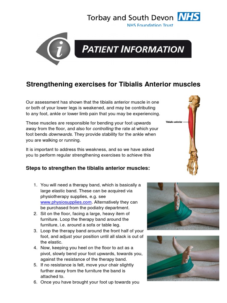 Strengthening Exercises For Tibialis Anterior Muscles | PDF