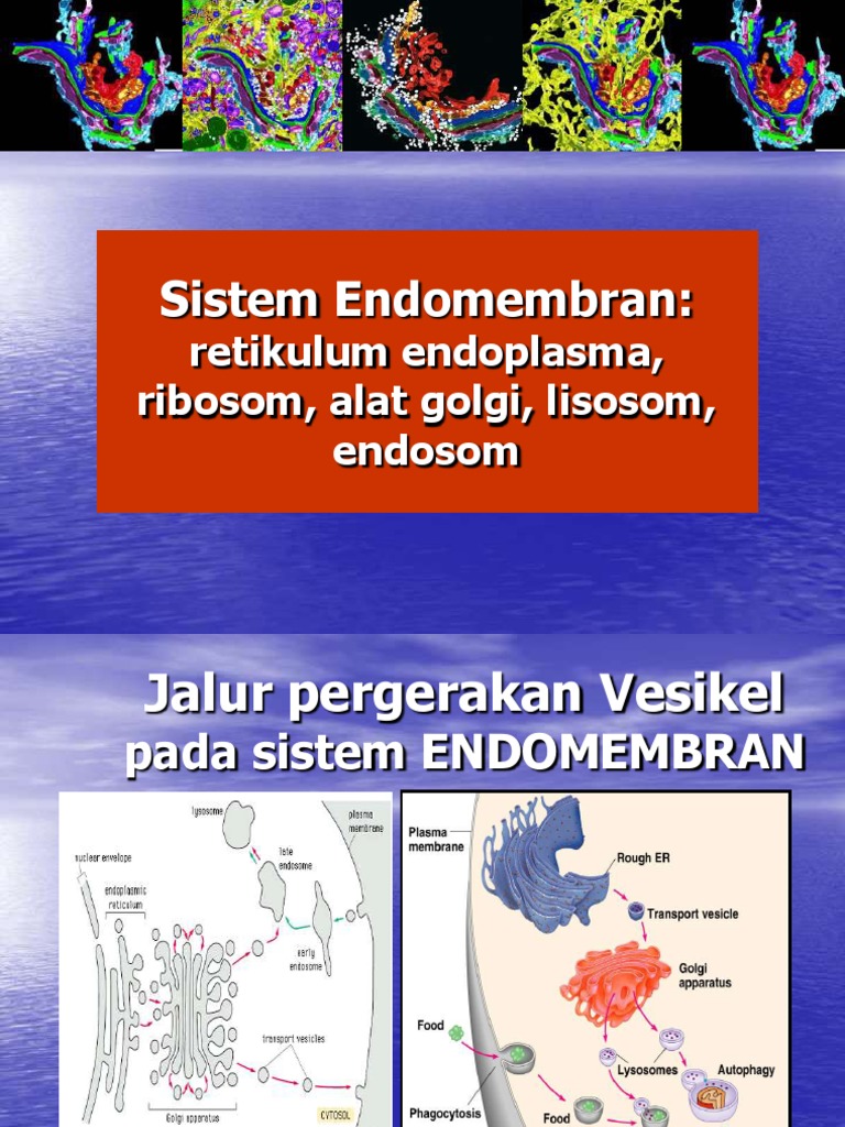 Sistem Endomembran dan Fungsinya | PDF