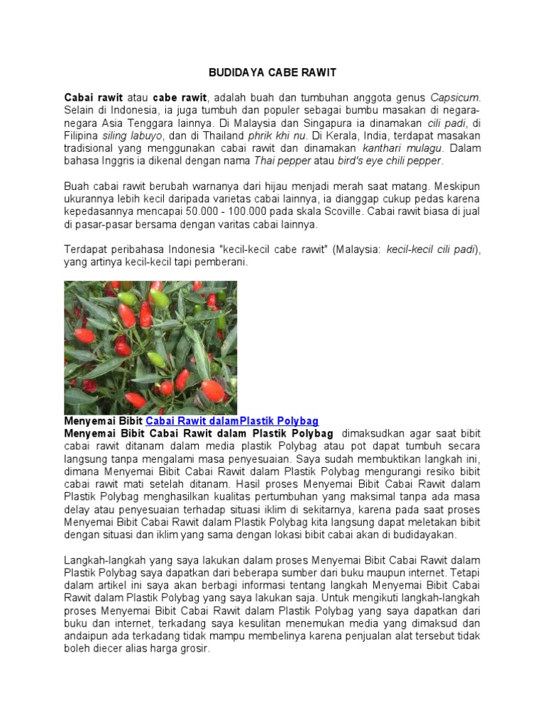 Panduan Budidaya Cabai Rawit Polybag | PDF