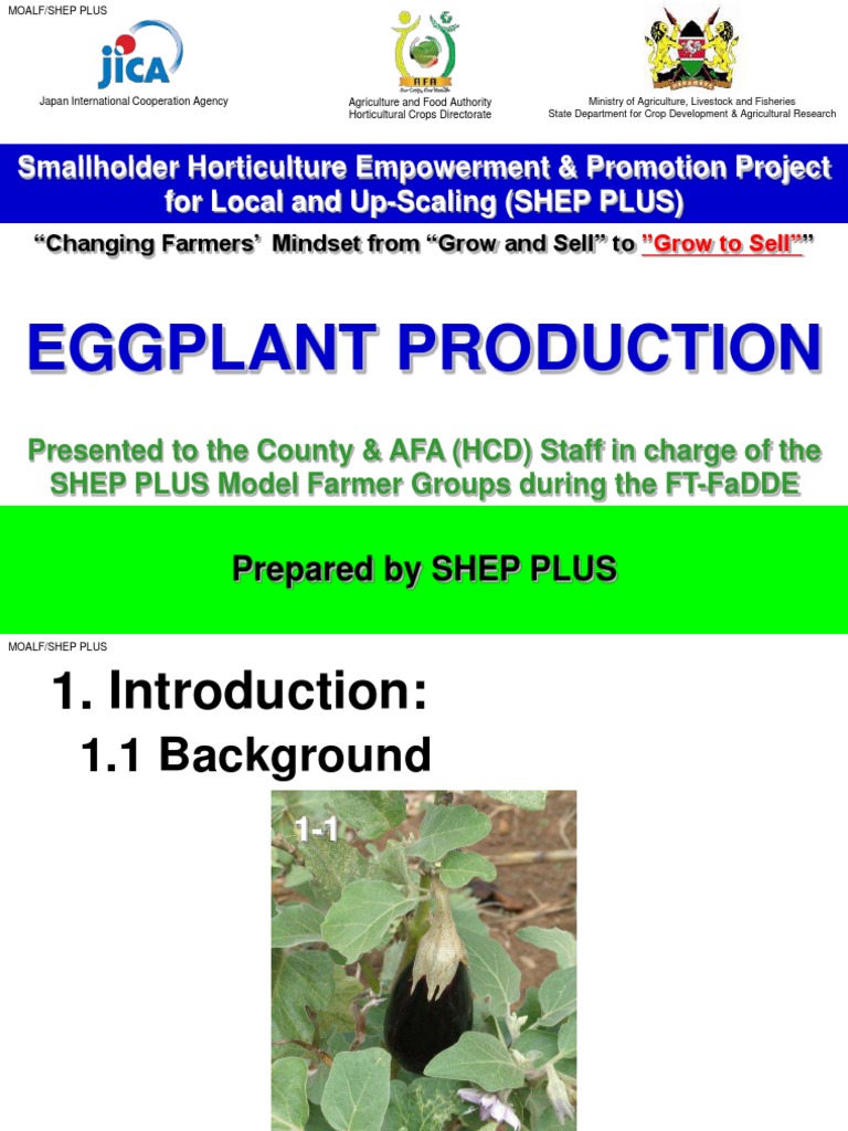 Eggplant Production | PDF | Eggplant | Plant Nursery