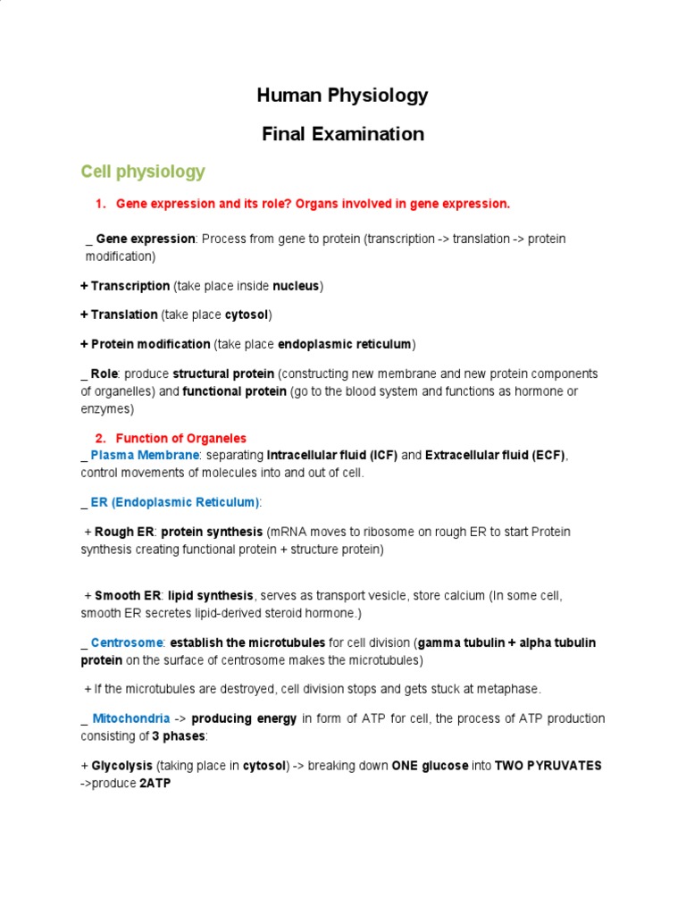 Human Physiology Final Exam | PDF | Endoplasmic Reticulum | Nervous System