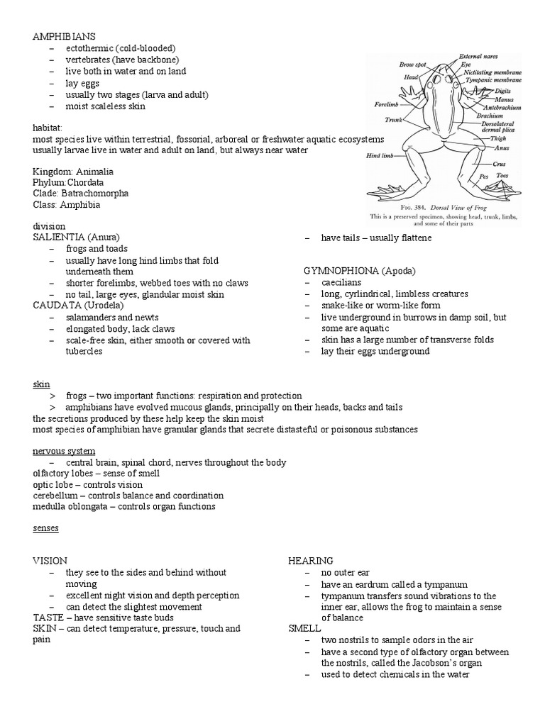 AMPHIBIANS - Notes, Biology GCSE - DETAILED!! | PDF | Amphibian | Frog