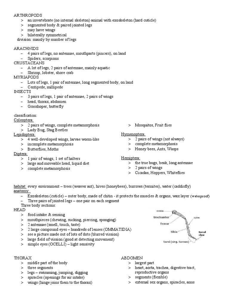 ARTHROPODS - Notes, Biology GCSE - DETAILED!! | PDF | Insects | Fly