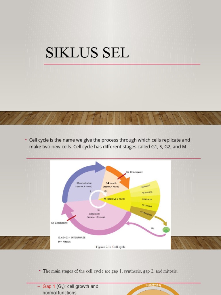 Siklus Sel | PDF | Mitosis | Chromosome