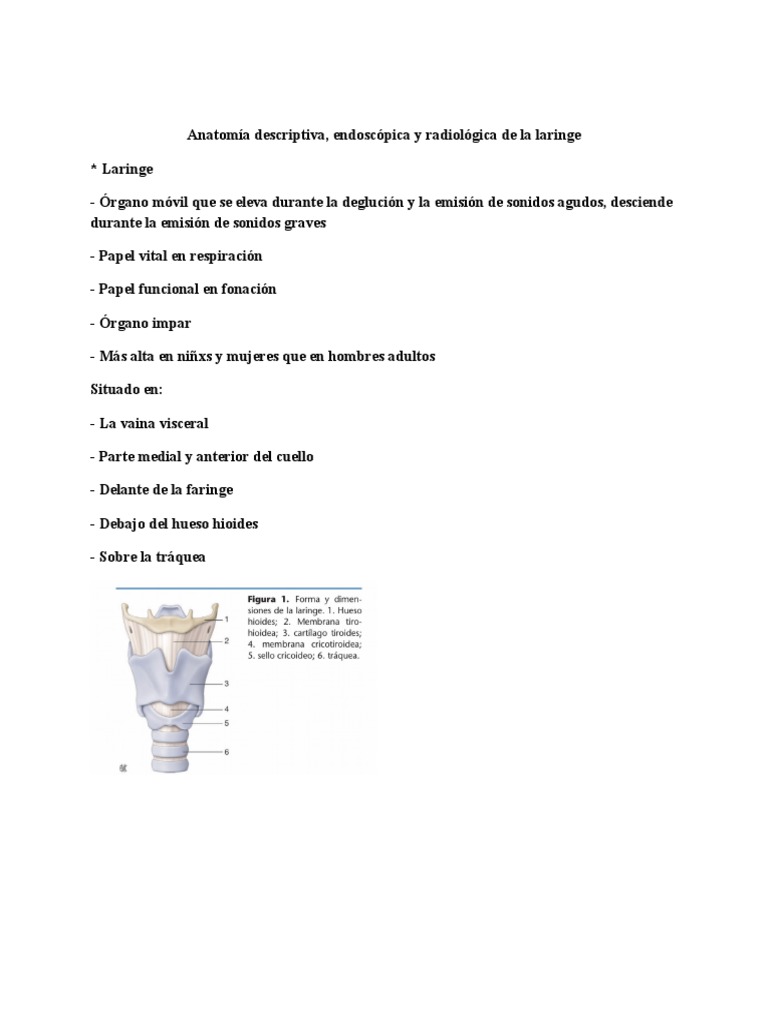 Anatomía de La Laringe | PDF | Laringe | Anatomía humana