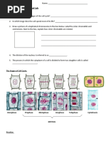Drawing Out The Phases of Mitosis: 1. Interphase | PDF