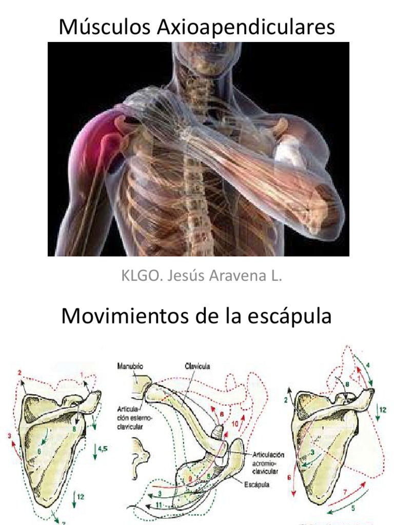 Músculos Axioapendiculares | PDF | Hombro | Tejido suave