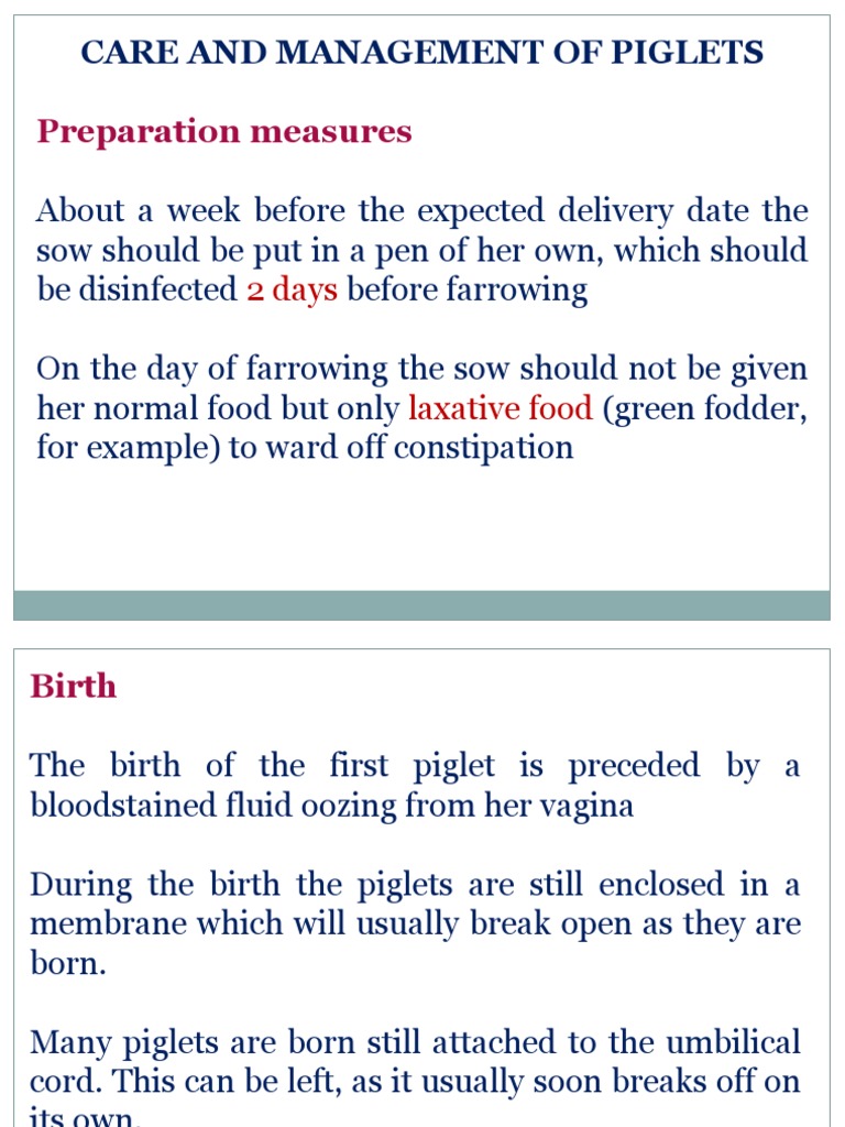 Care and Management of Piglets: Preparation Measures | PDF | Domestic ...