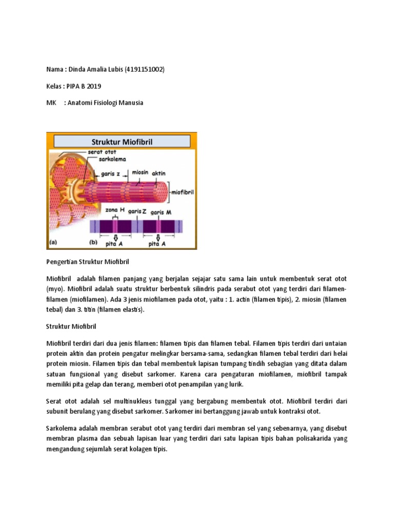 Struktur Miofibril Anatomi-Dinda Lubis | PDF | Politik | Kesehatan Holistik
