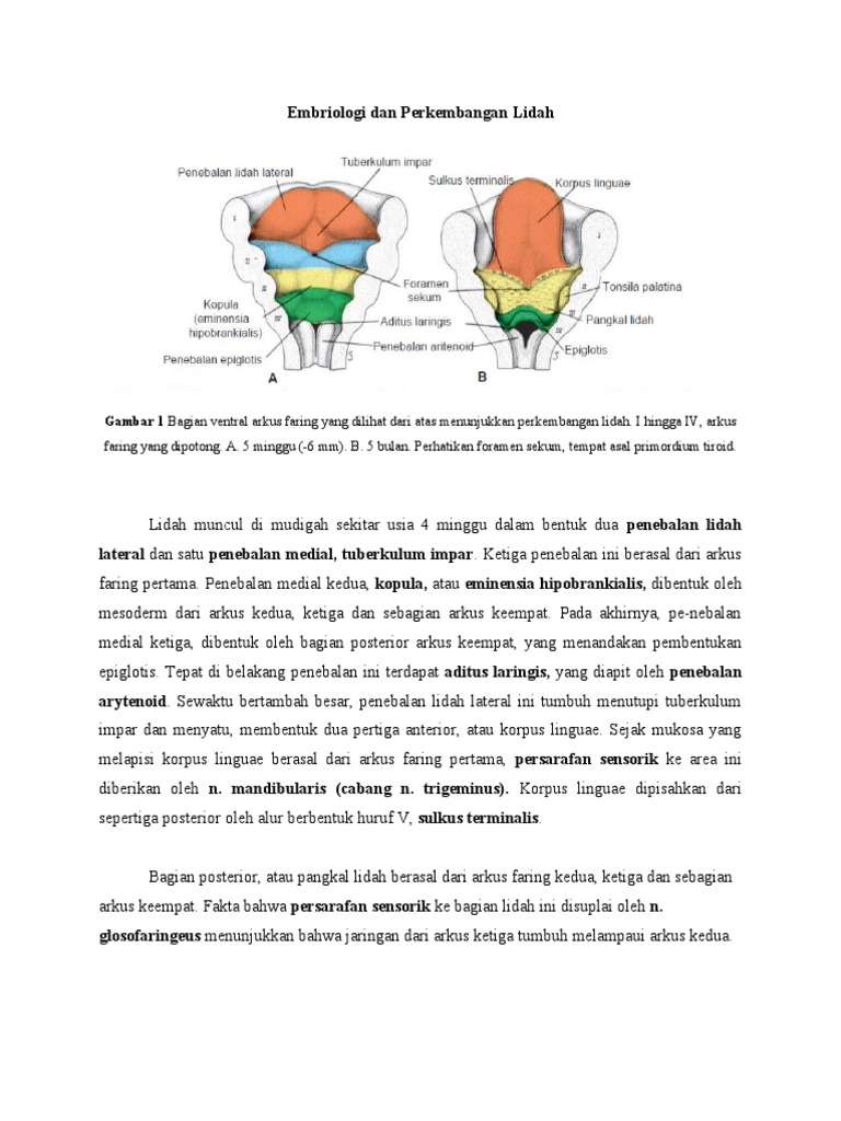 BDS 4 Case 2 Pertemuan 2 - Embriologi Dan Perkembangan Lidah | PDF