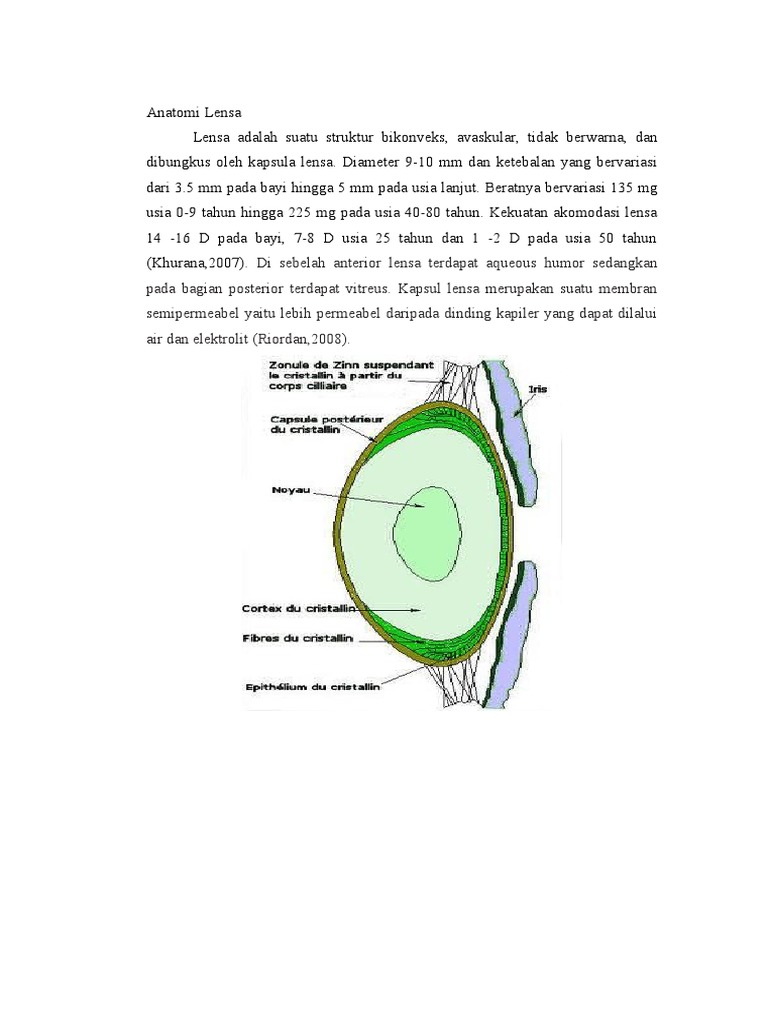 Anatomi Lensa | PDF