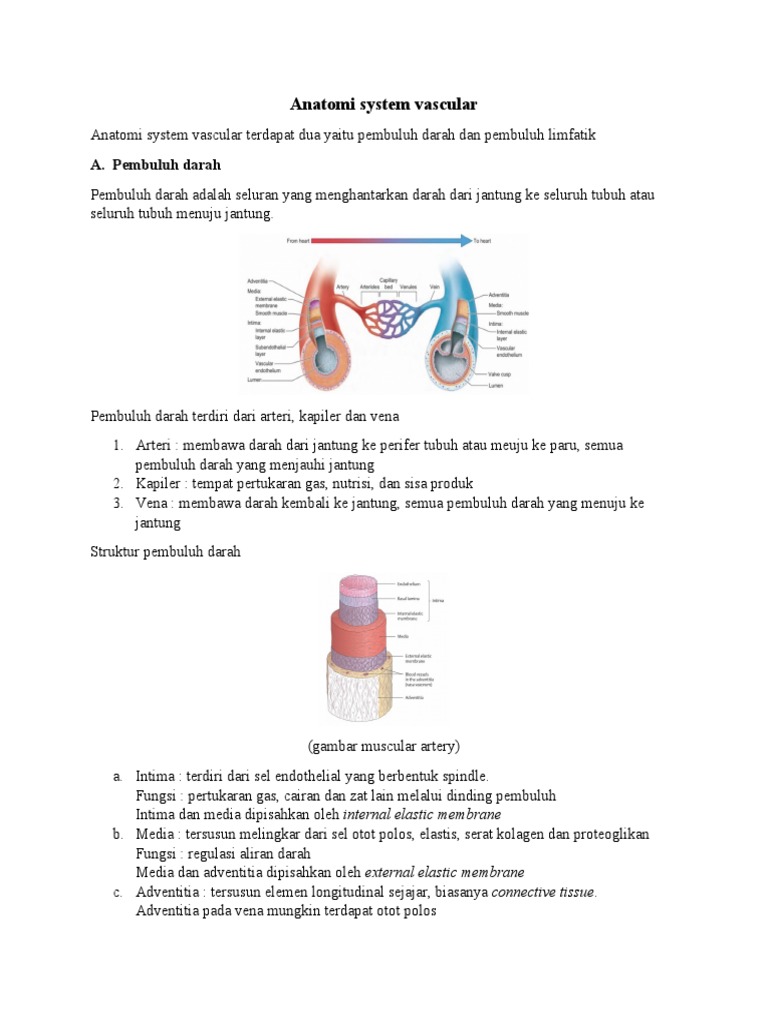 Makalah Anatomi Sistem Vaskular | PDF