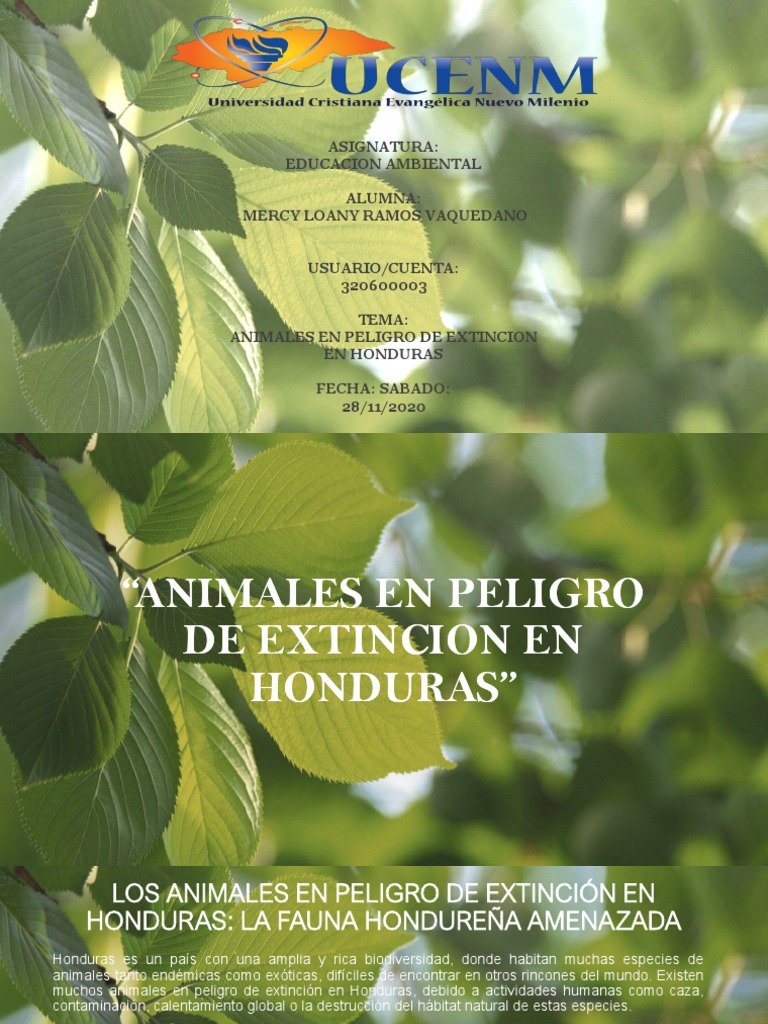 Collaje Animales en Peligro de Extincion en Honduras | PDF | Jaguar | Osos