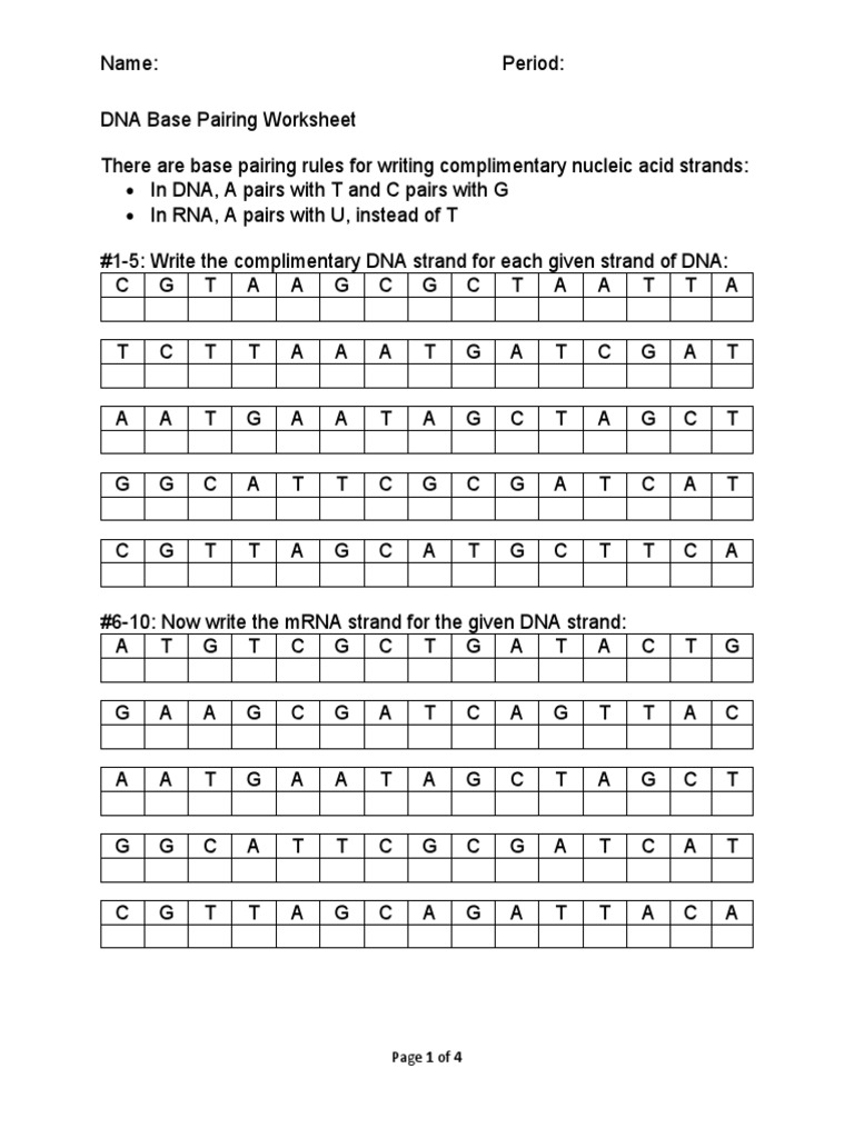 Dna Base Pairing Worksheet | PDF | Genetic Code | Base Pair