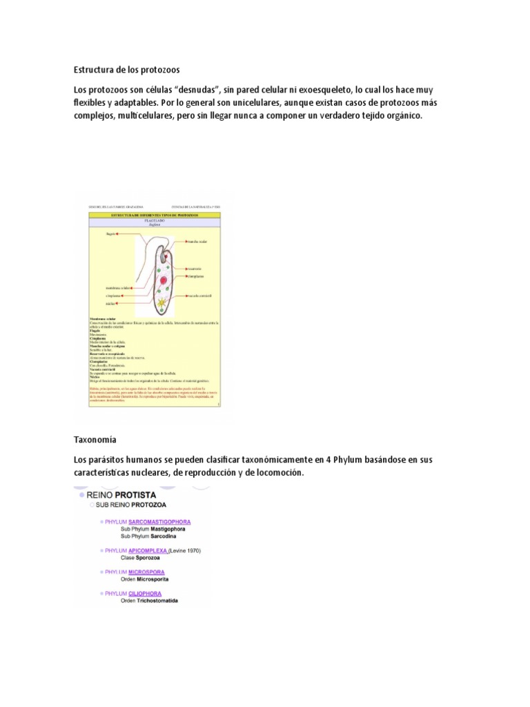 Estructura de Los Protozoos | PDF