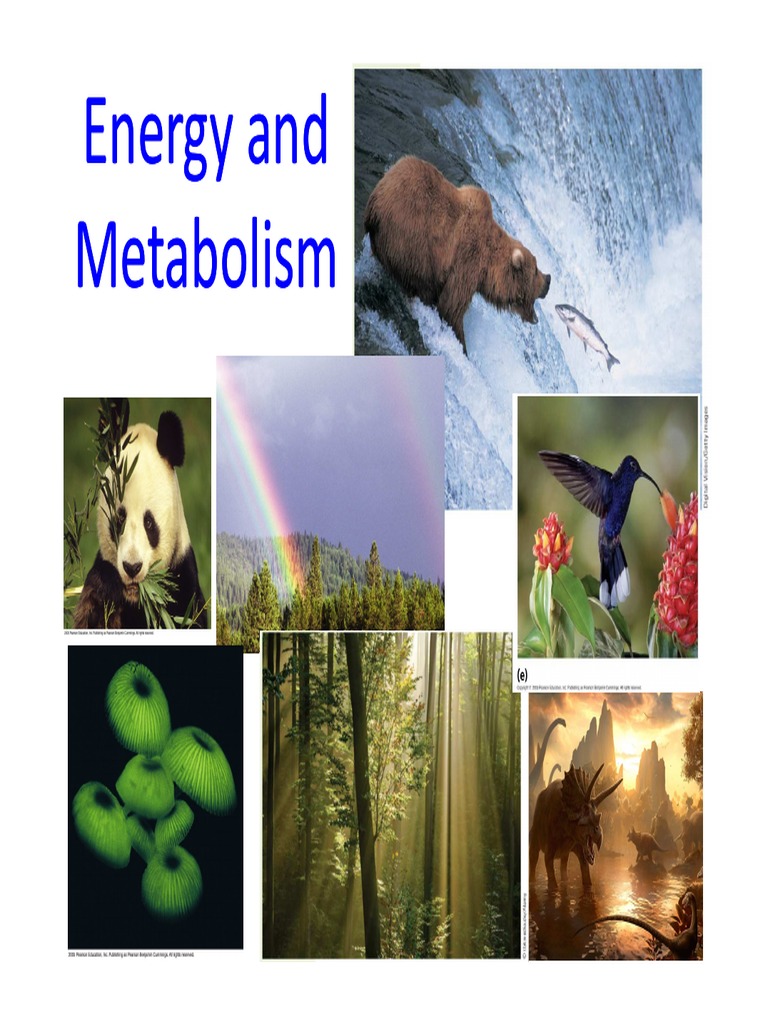 Energy and Metabolism Energy and Metabolism | PDF | Enzyme | Cellular ...