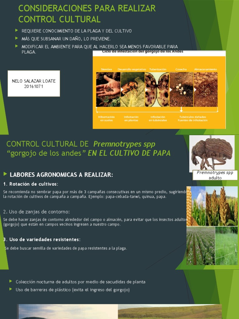 Control Cultural | PDF | Patata | Plaga (organismo)