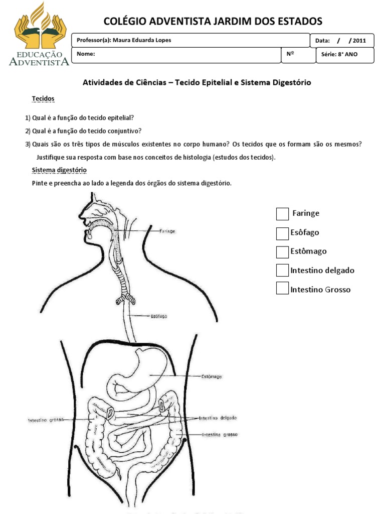 Tarjetas de vocabulario: El aparato digestivo (teacher made)