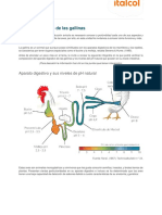 Anatomía y Funciones del Pollo | PDF | Pollo | Anatomia animal