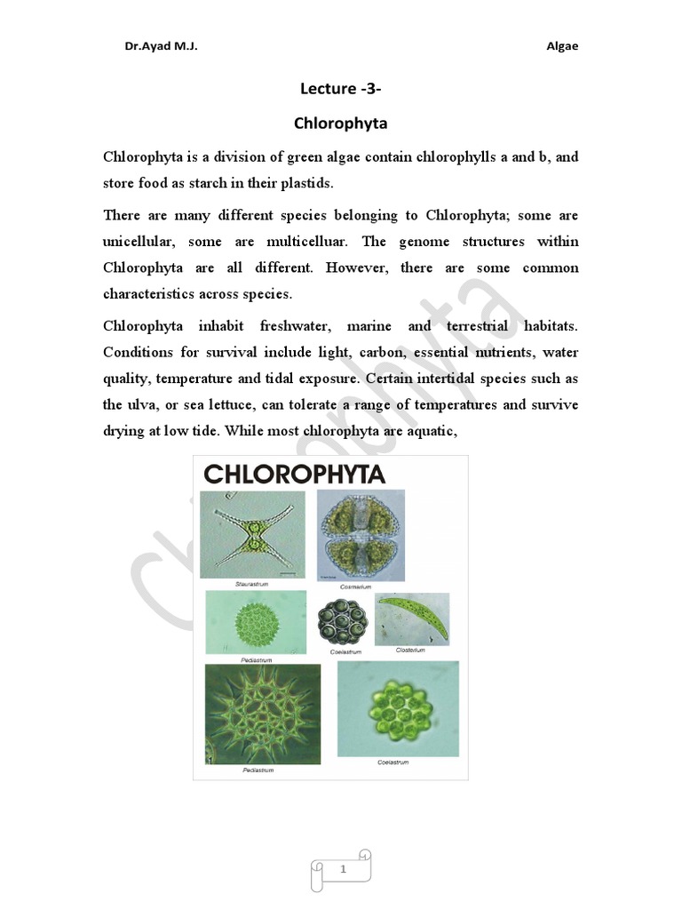 Chlorophyta Diagram
