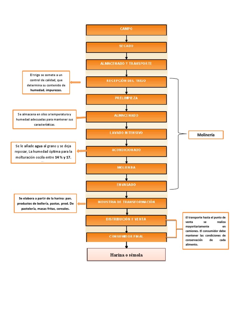 Proceso del trigo a la harina y pan | PDF | Panes | Trigo